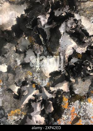 Frosted Rock Tripe (Umbilicaria americana) Fungi Stock Photo - Alamy