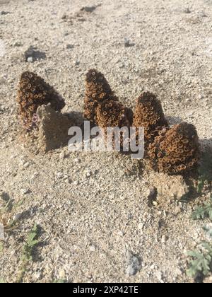 desert Christmas tree (Pholisma arenarium) Plantae Stock Photo - Alamy