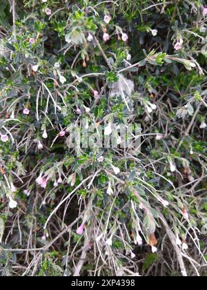 Shrubby Gromwell (Lithodora hispidula) Plantae Stock Photo - Alamy