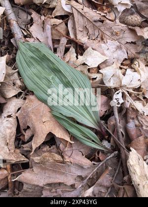 putty root (Aplectrum hyemale) Plantae Stock Photo - Alamy