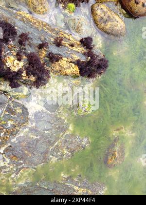 green rope (Acrosiphonia coalita) Plantae Stock Photo - Alamy