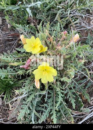 desert evening-primrose (Oenothera primiveris) Plantae Stock Photo - Alamy