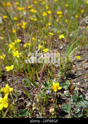 california goldfields (Lasthenia californica californica) Plantae Stock ...
