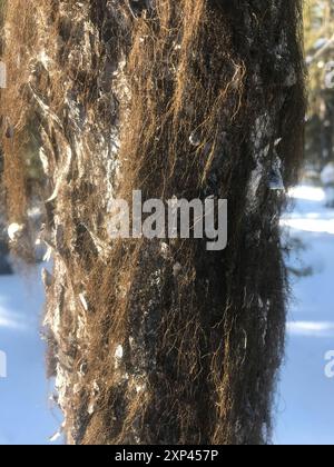 Horsehair Lichens (Bryoria) Fungi Stock Photo - Alamy