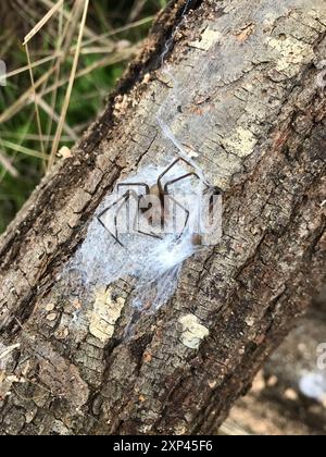 Brown Recluse (Loxosceles reclusa) Arachnida Stock Photo - Alamy