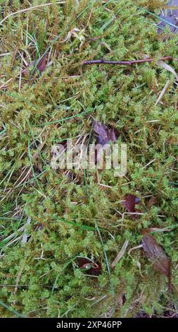 Square Gooseneck Moss (Rhytidiadelphus squarrosus) Plantae Stock Photo ...