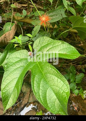 Jungle Cucumber (Gurania makoyana) Plantae Stock Photo - Alamy