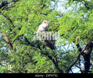 Ash-colored Cuckoo (Coccycua cinerea) Aves Stock Photo - Alamy