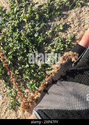 Fringed Amaranth (Amaranthus fimbriatus) Plantae Stock Photo - Alamy