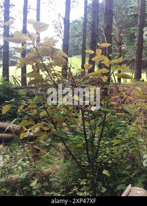Wineberry (Aristotelia serrata) Plantae Stock Photo - Alamy