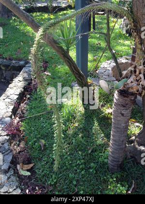 Swan-neck Agave (Agave attenuata), Plantae, Alameda César Nascimento ...