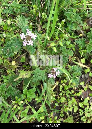 Dwarf Verbena (Glandularia pumila) Plantae Stock Photo - Alamy