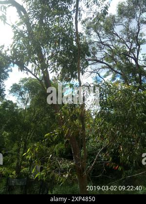 Red Bloodwood (Corymbia gummifera) Plantae Stock Photo - Alamy