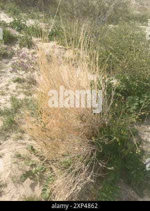 Big Galleta (Hilaria rigida) Plantae Stock Photo - Alamy