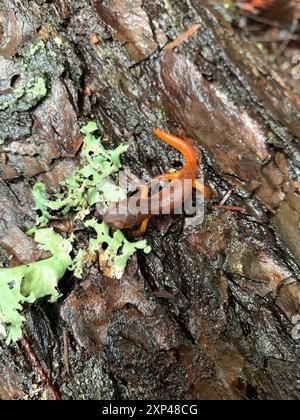 Ensatina (Ensatina eschscholtzii) Amphibia Stock Photo - Alamy