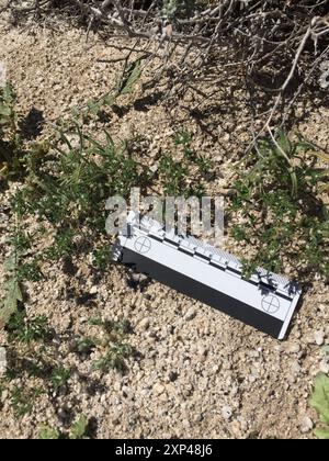 red-root cryptantha (Eremocarya micrantha micrantha), Plantae, Ocotillo ...