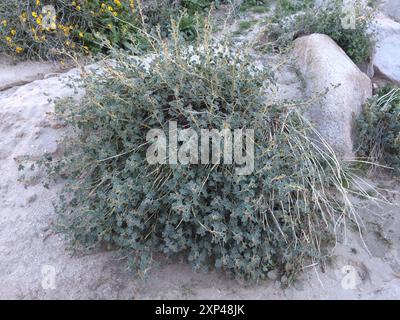 apricot mallow (Sphaeralcea ambigua) Plantae Stock Photo - Alamy