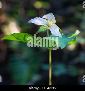 Pacific trillium (Trillium ovatum) Plantae Stock Photo - Alamy