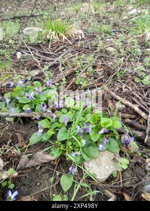 Russian Violet (Viola suavis) Plantae Stock Photo - Alamy