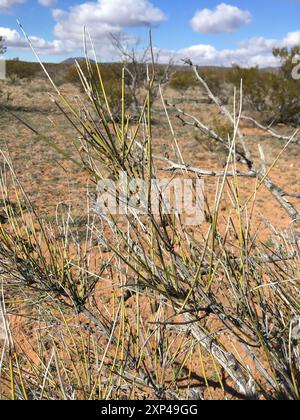 longleaf ephedra (Ephedra trifurca) Plantae Stock Photo - Alamy