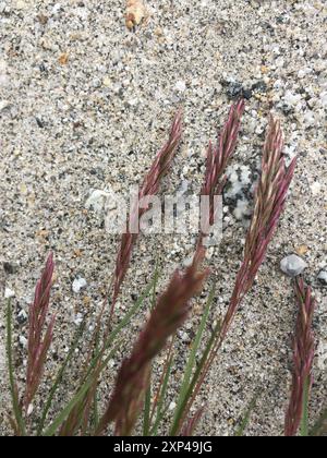 Arabian grass (Schismus arabicus) Plantae Stock Photo - Alamy