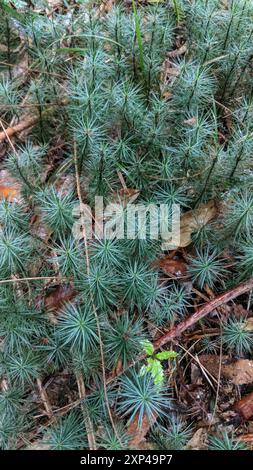 giant moss (Dawsonia superba) Plantae Stock Photo - Alamy