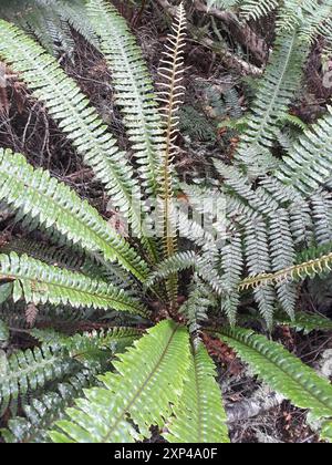 Crown Fern (Lomaria discolor) Plantae Stock Photo - Alamy
