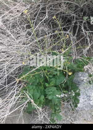 Saharan Mustard (Brassica tournefortii), Plantae, Henderson Canyon Rd ...