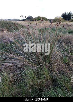 spiny rush (Juncus acutus) Plantae Stock Photo - Alamy