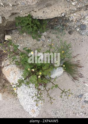 Arabian grass (Schismus arabicus) Plantae Stock Photo - Alamy