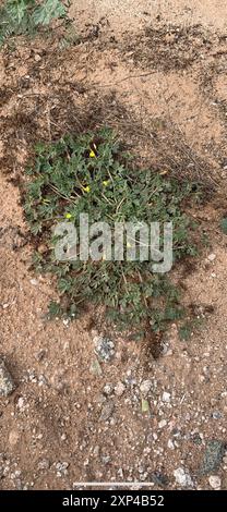strigose lotus (Acmispon strigosus) Plantae Stock Photo - Alamy