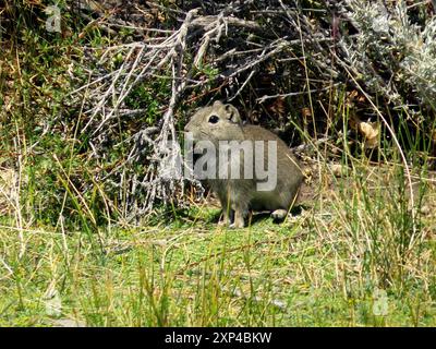 Southern Mountain Cavy (Microcavia australis) Mammalia Stock Photo - Alamy