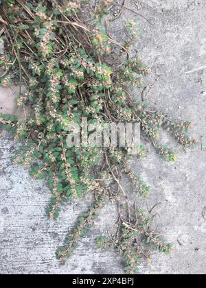 Red Caustic-creeper (Euphorbia thymifolia) Plantae Stock Photo - Alamy