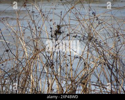 swamp loosestrife (Decodon verticillatus) Plantae Stock Photo - Alamy
