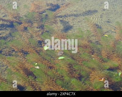 coontail (Ceratophyllum demersum) Plantae Stock Photo - Alamy