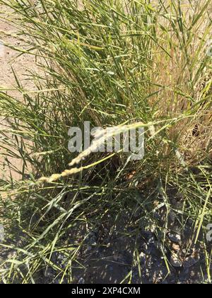 Big Galleta (Hilaria rigida) Plantae Stock Photo - Alamy