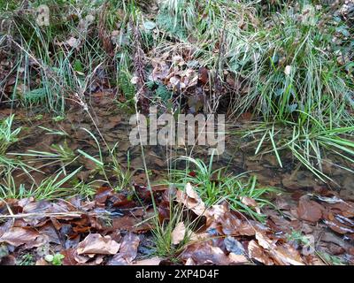 Bulbous Rush (Juncus bulbosus) Plantae Stock Photo - Alamy