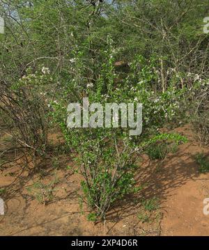 Puzzle Bush (Ehretia rigida) Plantae Stock Photo - Alamy
