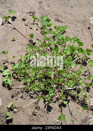 thimble clover (Trifolium microdon) Plantae Stock Photo - Alamy