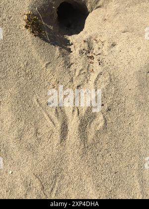 Desert Kangaroo Rat (Dipodomys deserti) Mammalia Stock Photo - Alamy