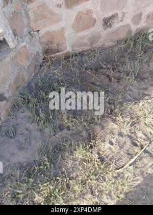 Alkali Weed (Cressa truxillensis) Plantae Stock Photo - Alamy