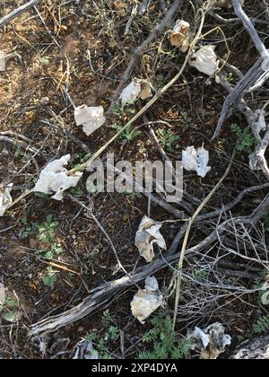 melon loco (Apodanthera undulata) Plantae Stock Photo - Alamy