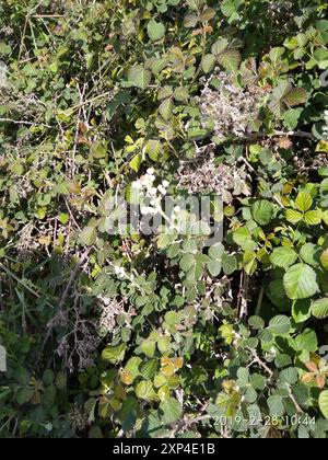 Holy Bramble (Rubus creticus) Plantae Stock Photo - Alamy