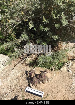 desert broomrape (Aphyllon cooperi) Plantae Stock Photo - Alamy