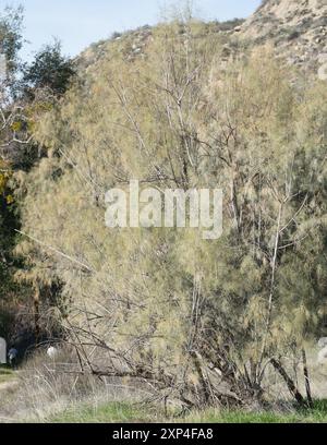 athel tamarisk (Tamarix aphylla) Plantae Stock Photo - Alamy