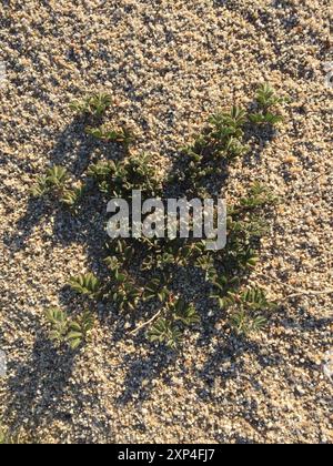 strigose lotus (Acmispon strigosus) Plantae Stock Photo - Alamy