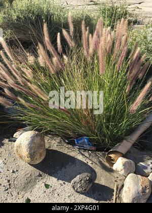 Fountain Grass (Cenchrus setaceus) Plantae Stock Photo - Alamy