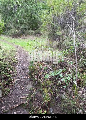 Oracle Oak (Quercus × morehus), Plantae, Beale Afb, CA, US Stock Photo ...