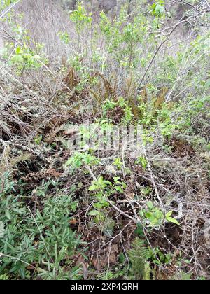 western burning bush (Euonymus occidentalis) Plantae Stock Photo - Alamy