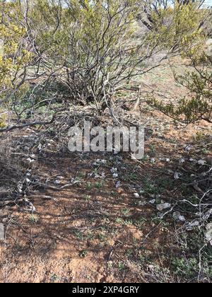 melon loco (Apodanthera undulata) Plantae Stock Photo - Alamy